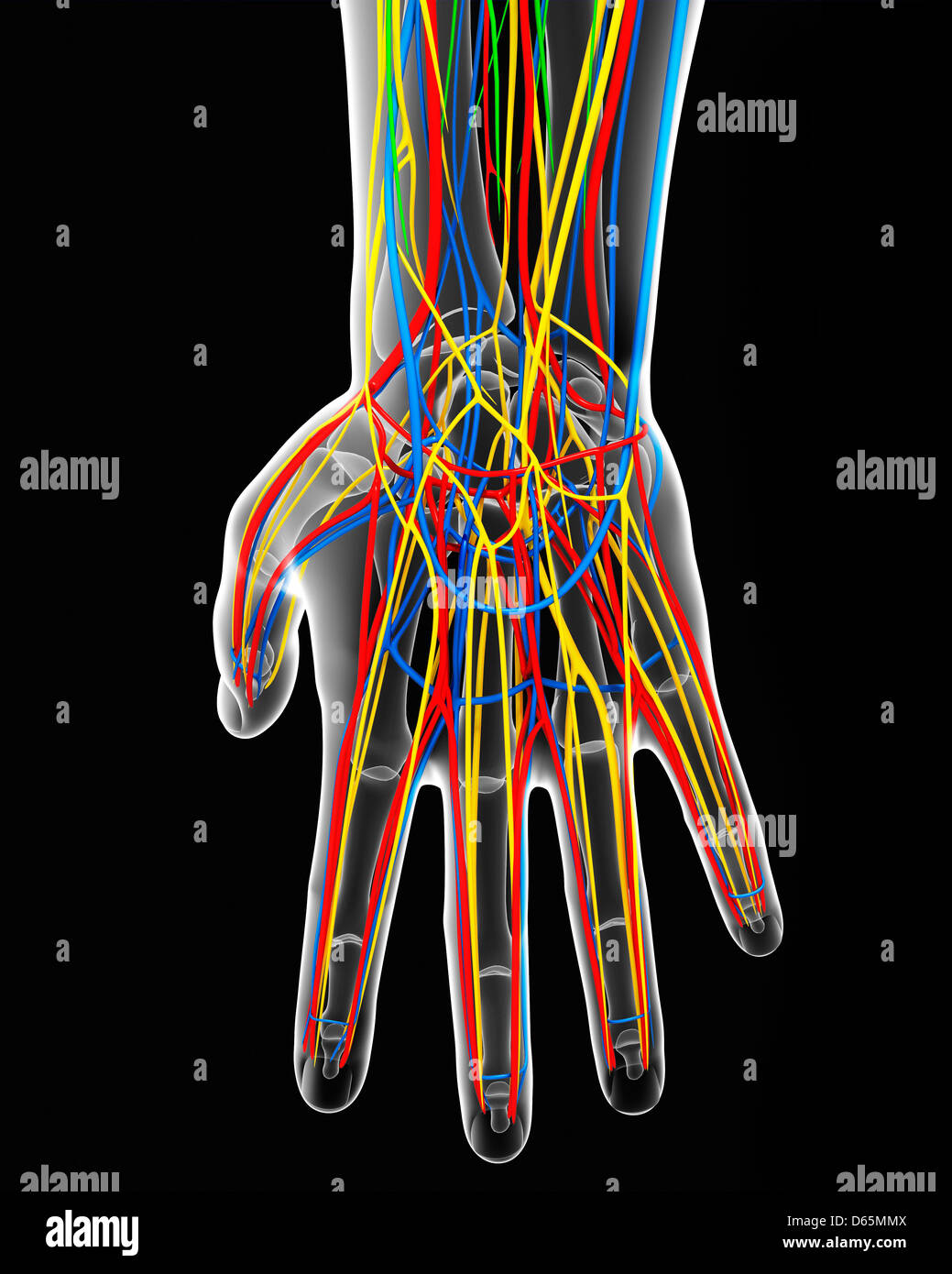 Hand Anatomy Artwork High Resolution Stock Photography and Images - Alamy