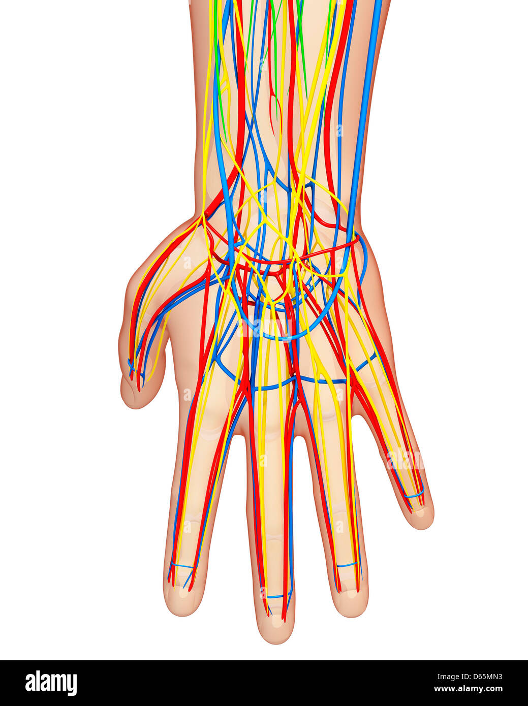 Finger Anatomy Vascular at Robert Pedroza blog