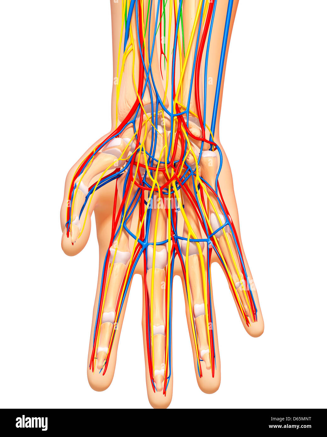 Radius And Ulna High Resolution Stock Photography and Images - Alamy