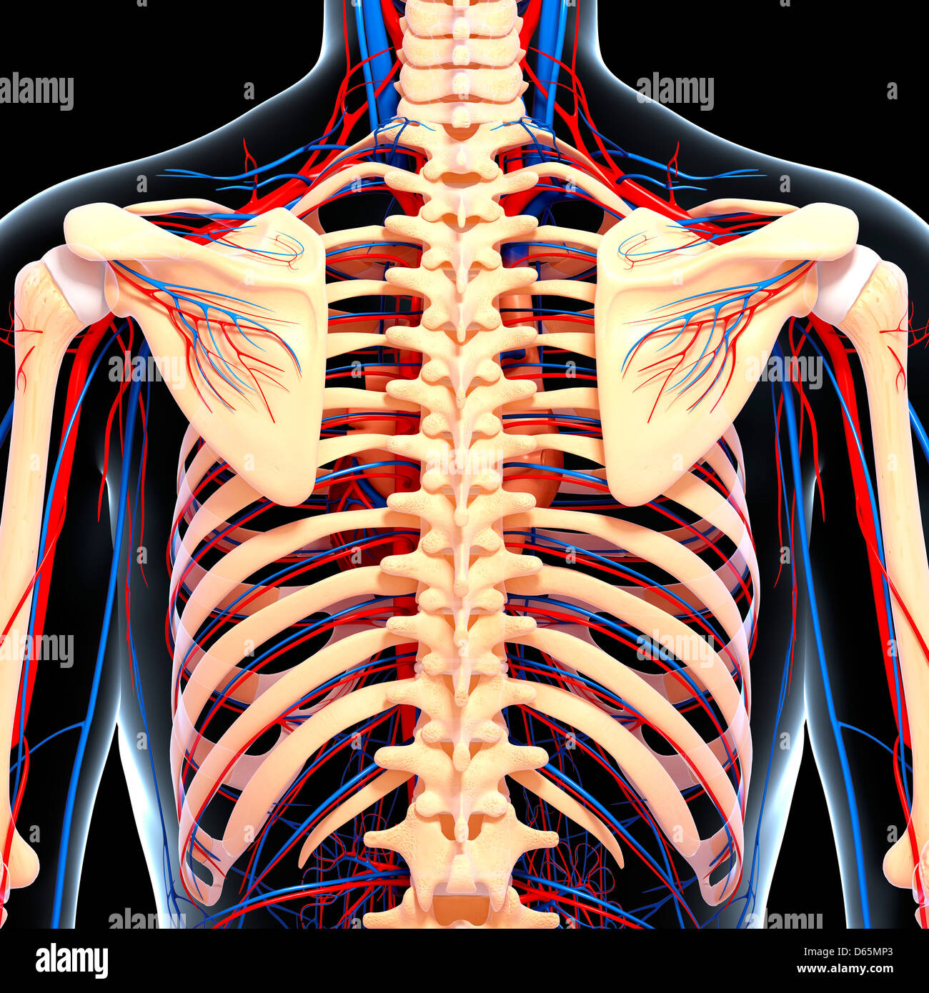 Back anatomy, artwork Stock Photo - Alamy
