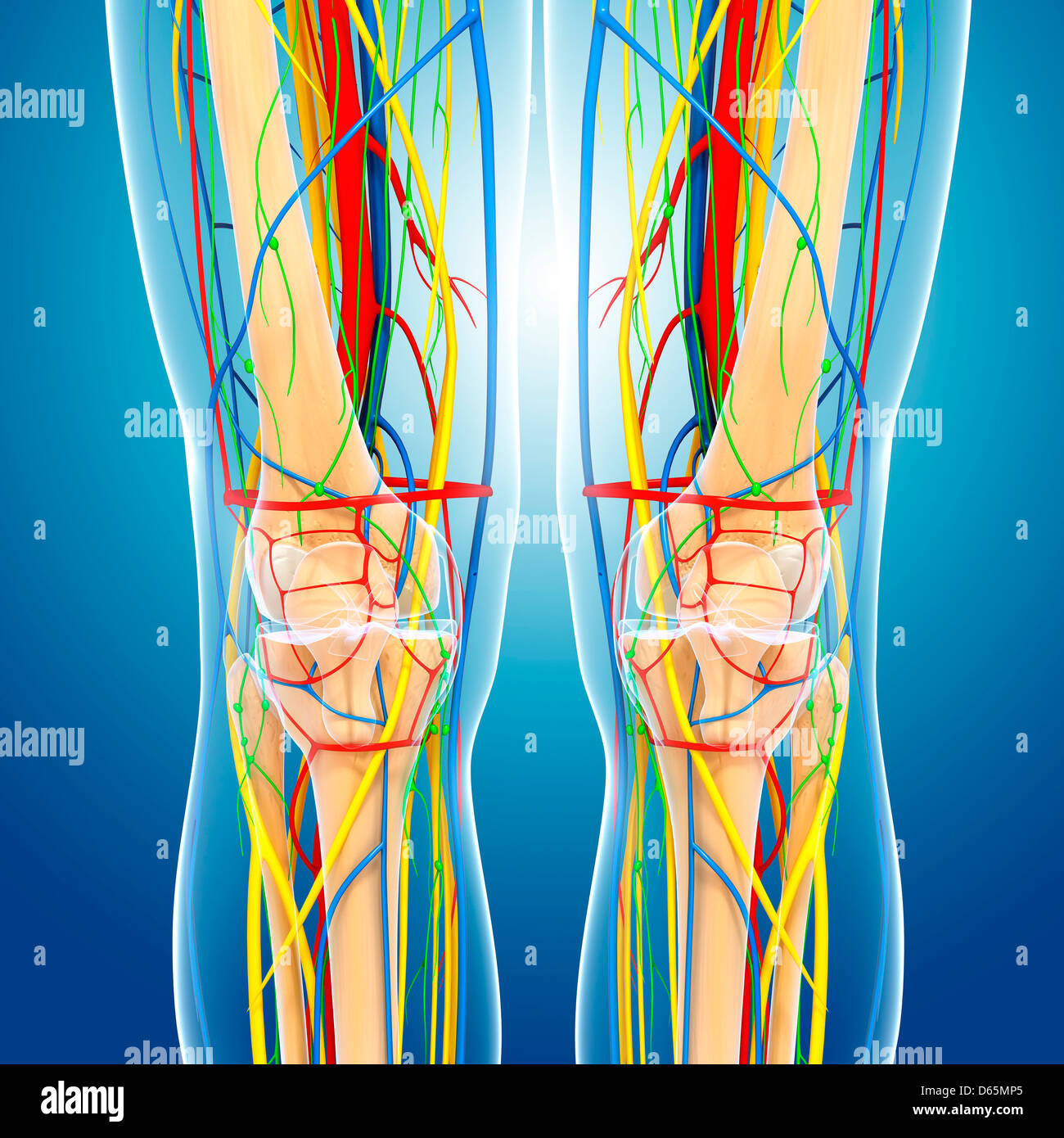 Knee anatomy, artwork Stock Photo - Alamy