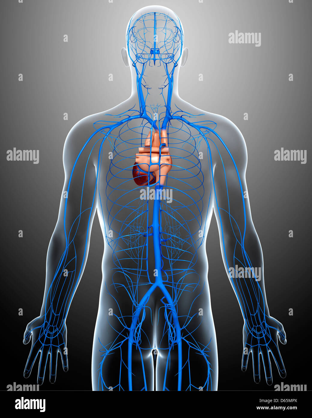 Human Body Veins Stock Photos & Human Body Veins Stock Images - Alamy
