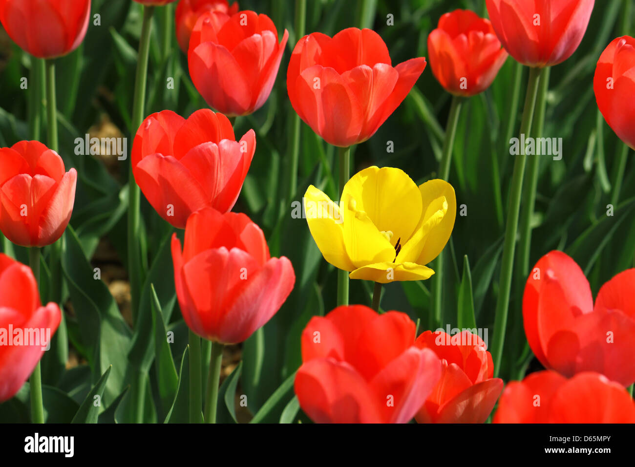 red and yellow tulips Stock Photo - Alamy