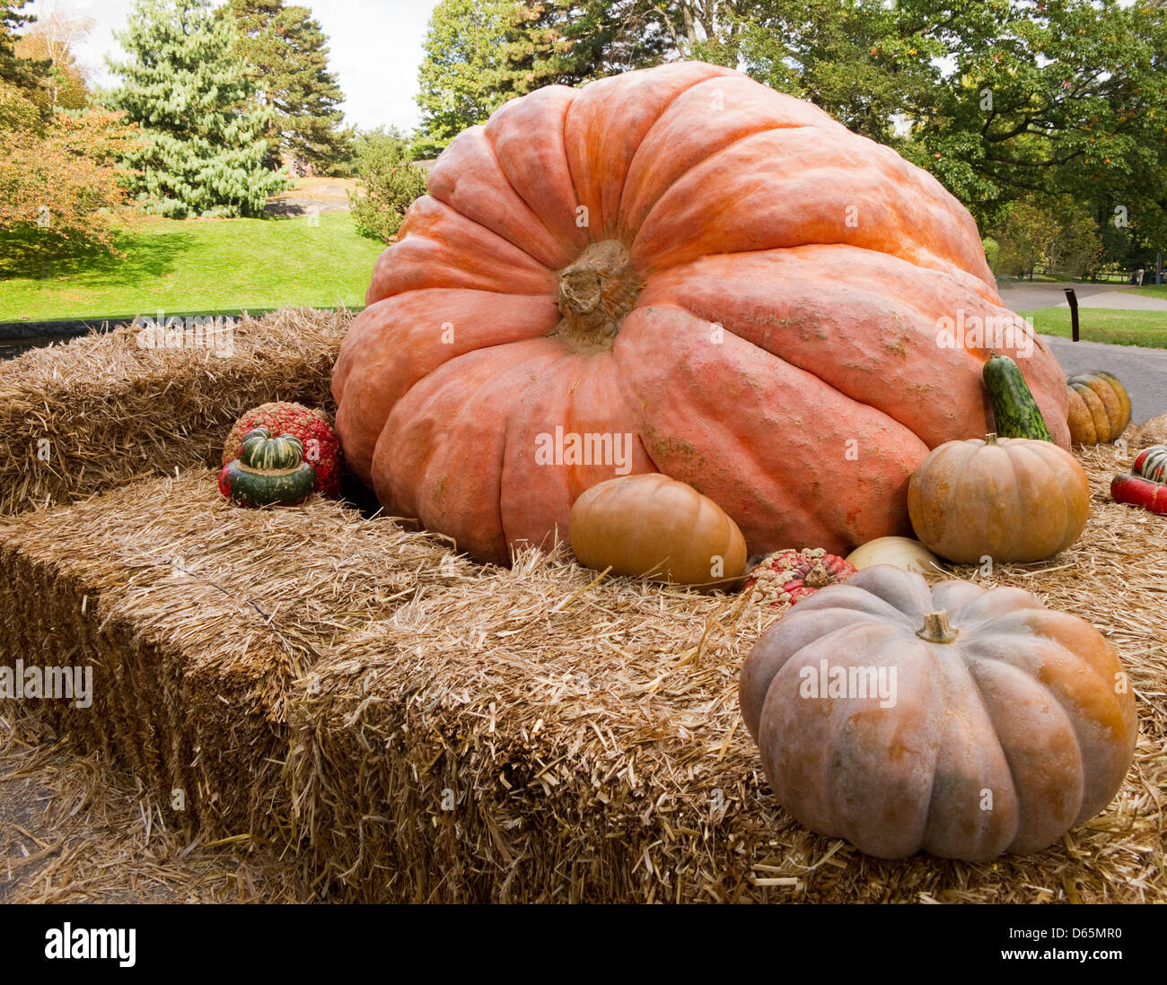 Giant pumpkin display with gourds surrounding it Stock Photo - Alamy