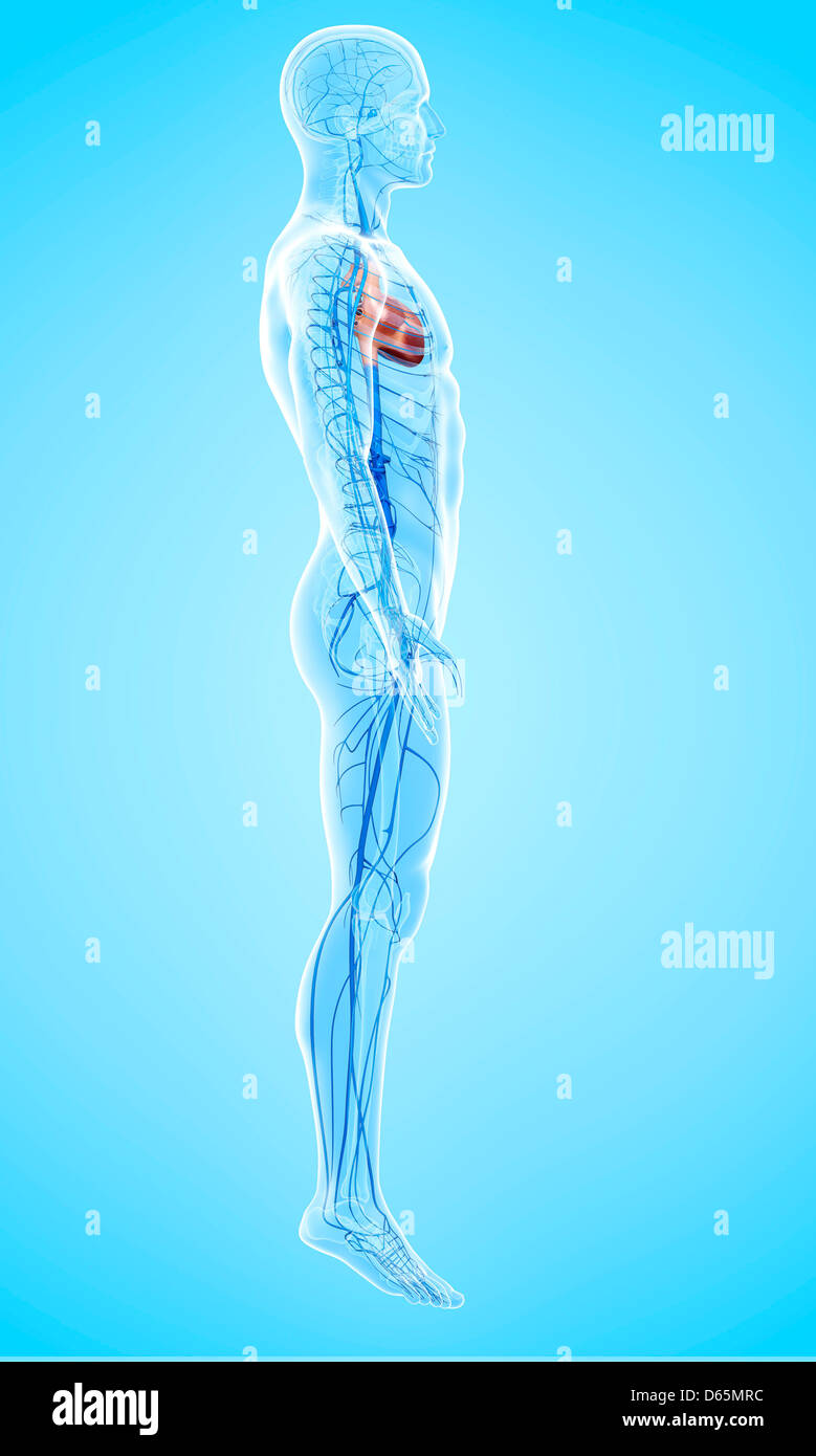 Human veins, artwork Stock Photo - Alamy