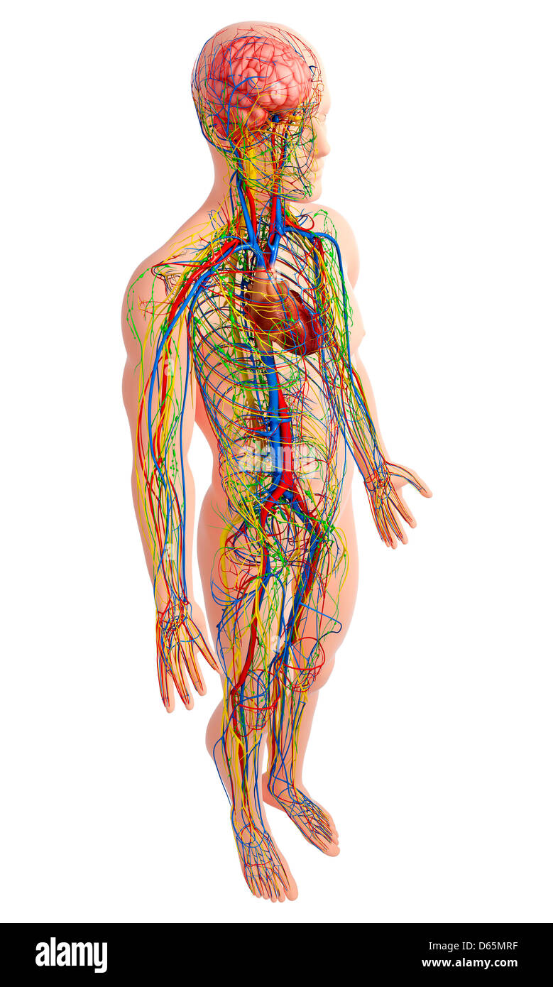 Male anatomy, artwork Stock Photo - Alamy