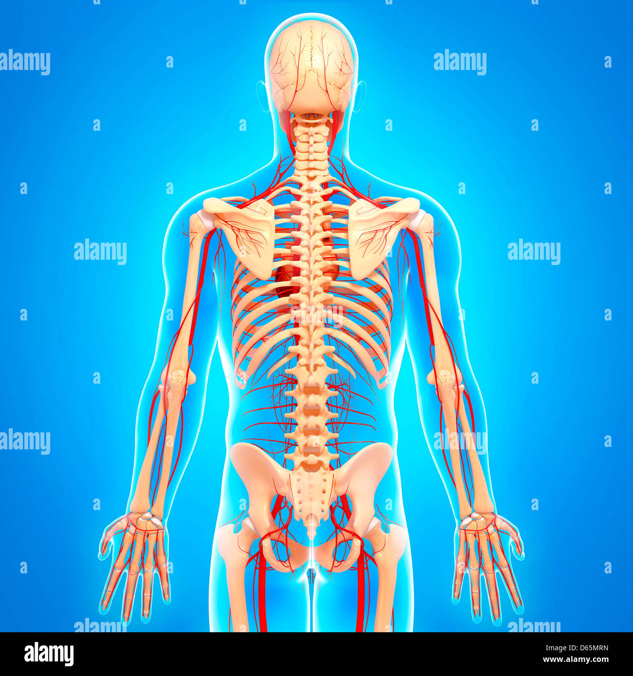 Human arteries, artwork Stock Photo - Alamy