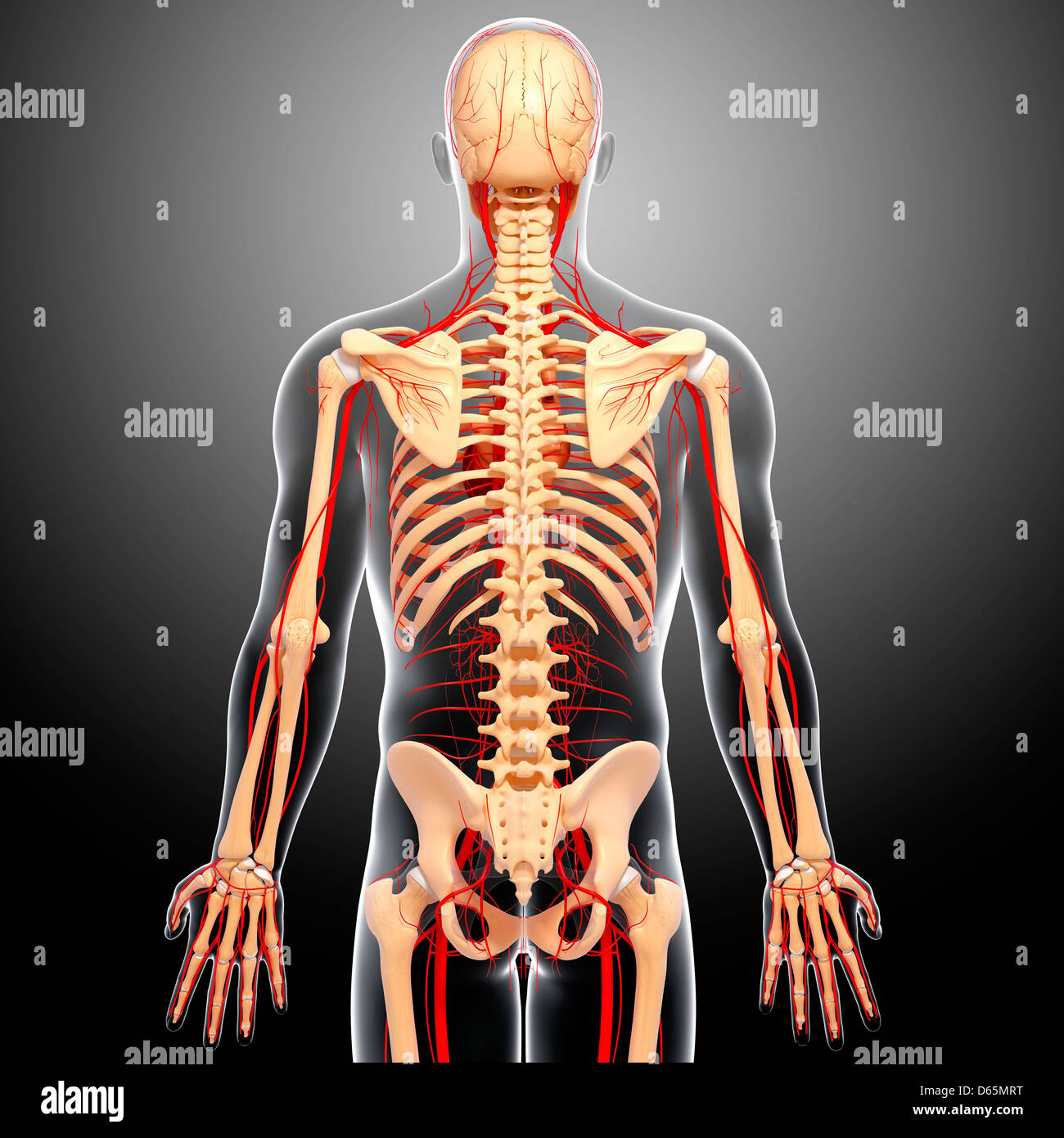 Human arteries, artwork Stock Photo - Alamy