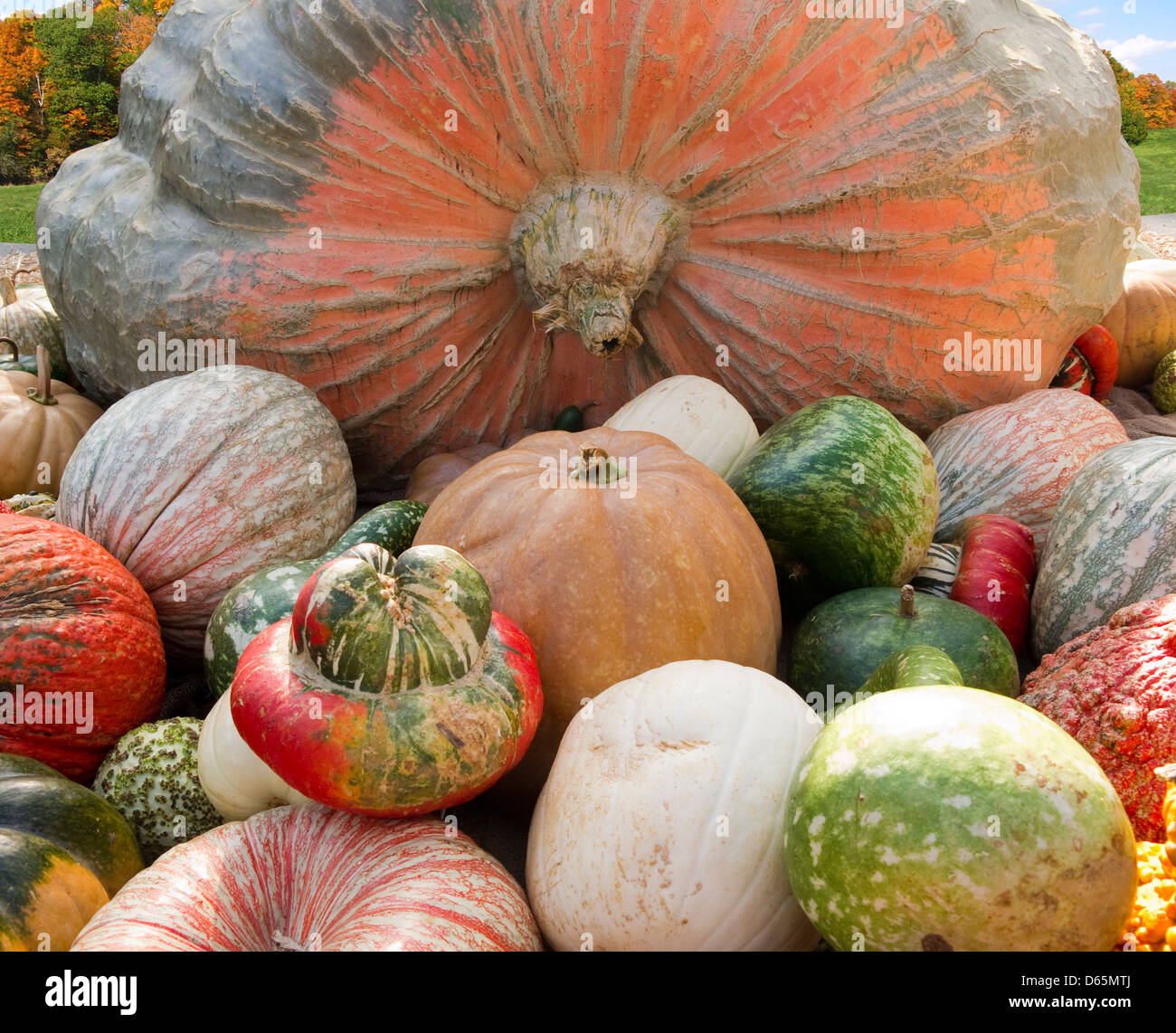 Giant pumpkin display with gourds surrounding it Stock Photo - Alamy