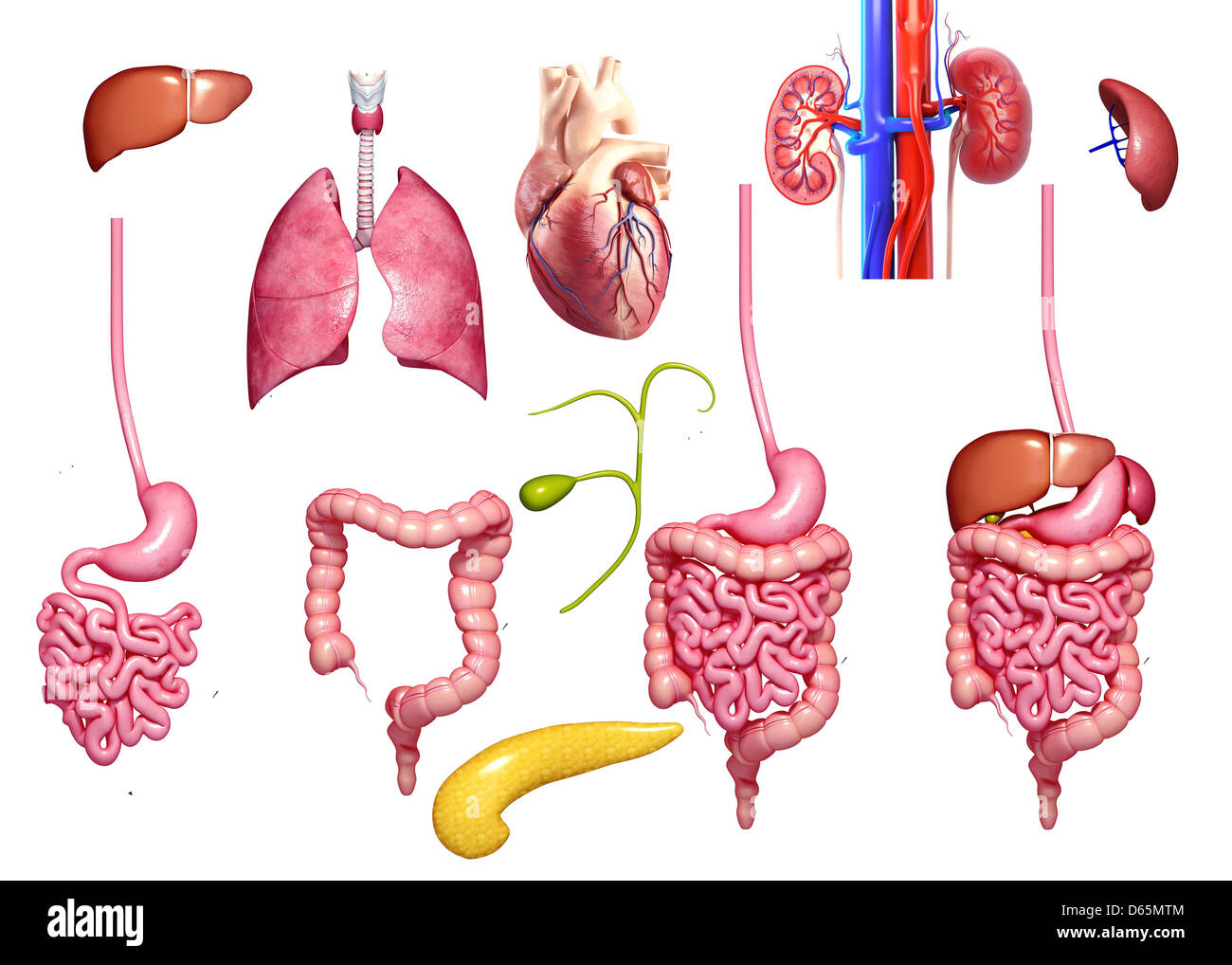 Human Internal Organs High Resolution Stock Photography and Images - Alamy