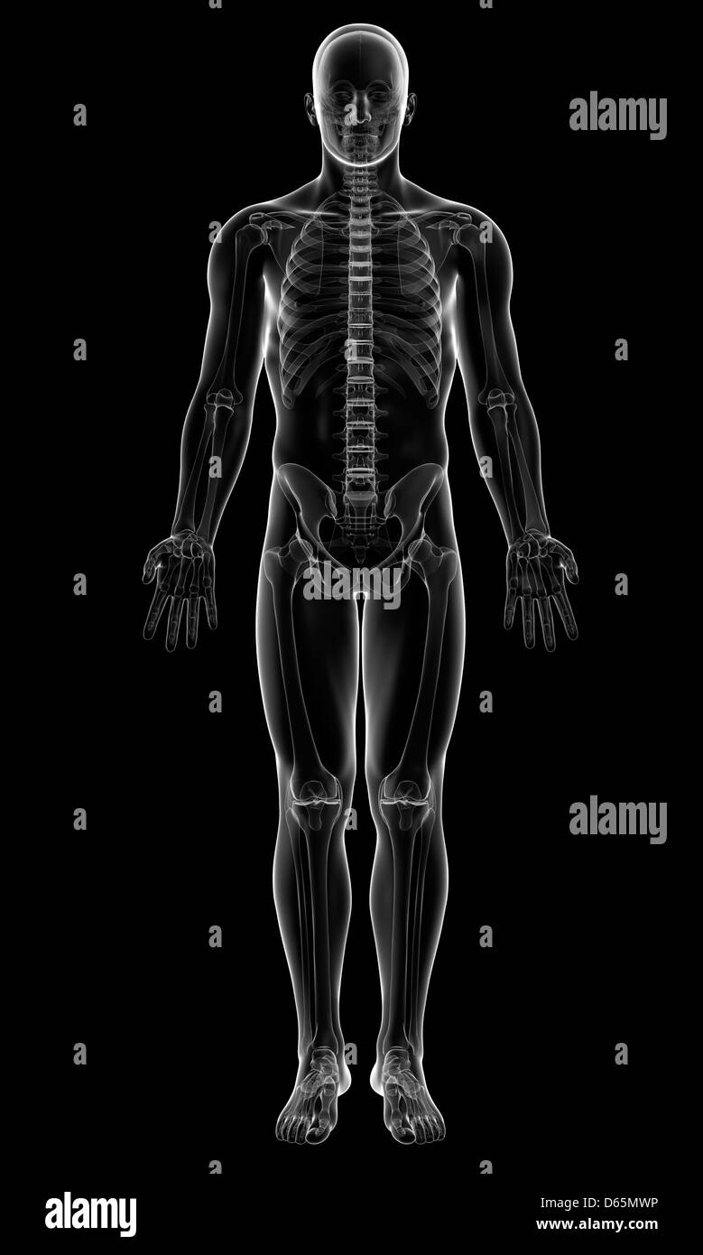 Male Human Skeleton High Resolution Stock Photography and Images - Alamy