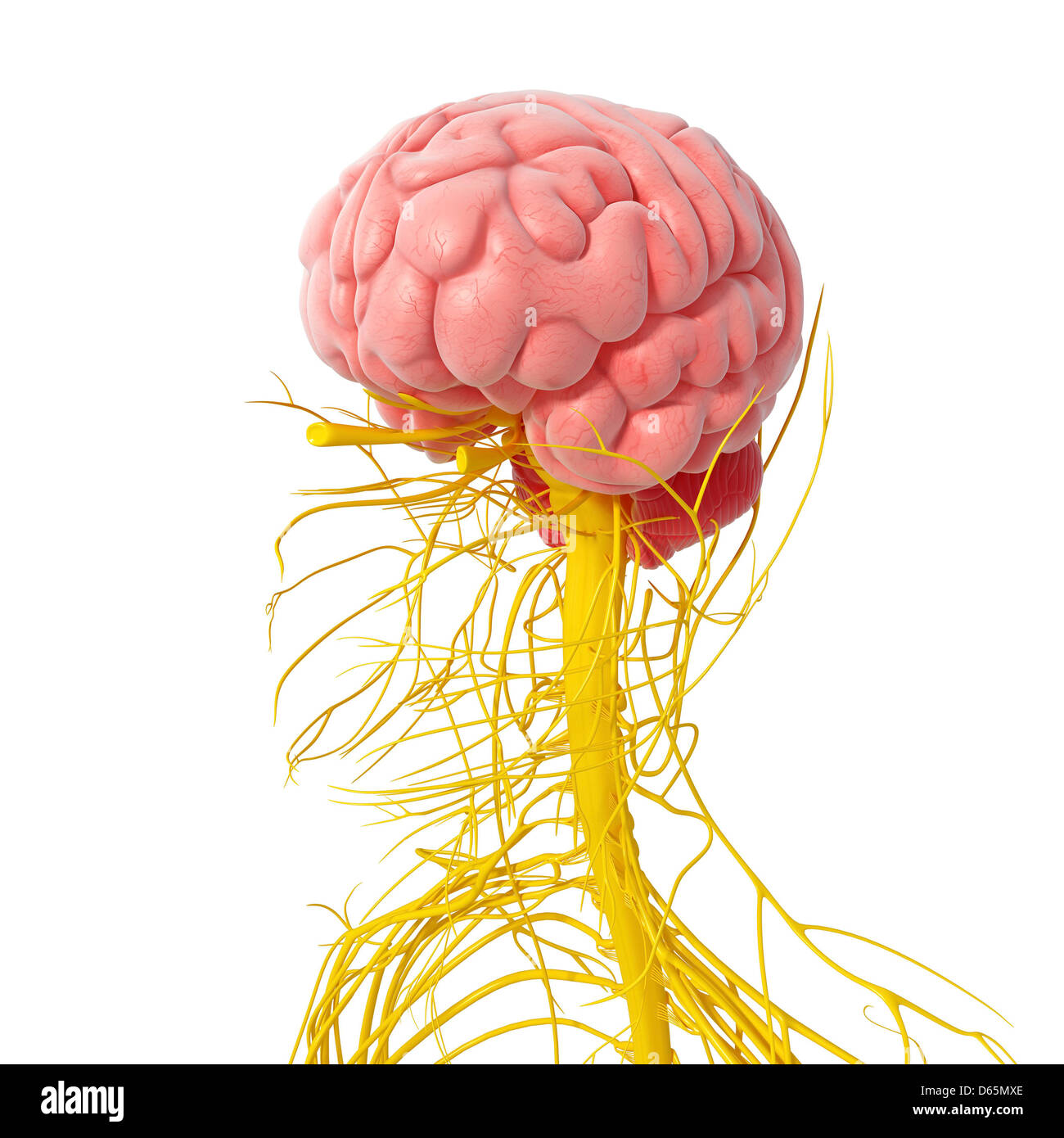 Nervous system Cut Out Stock Images & Pictures - Alamy