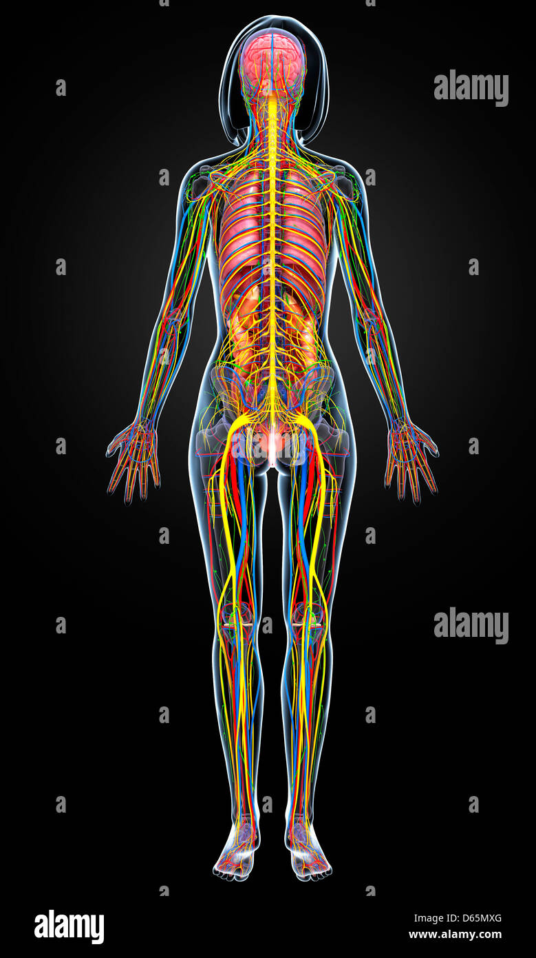 Female human body ribs hi-res stock photography and images - Alamy