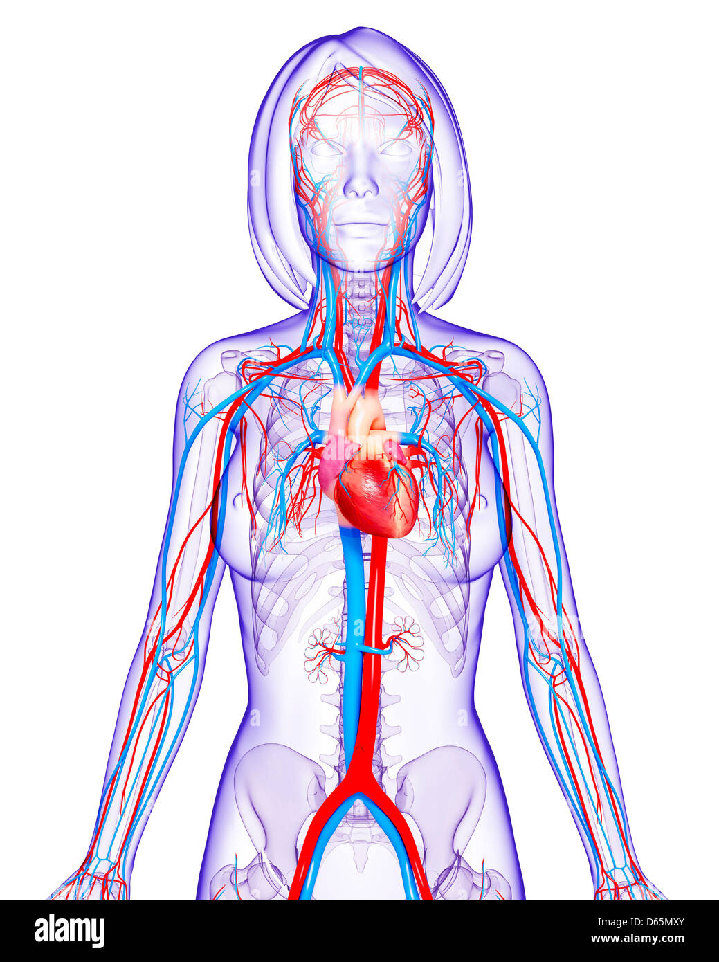 Female cardiovascular system, artwork Stock Photo - Alamy
