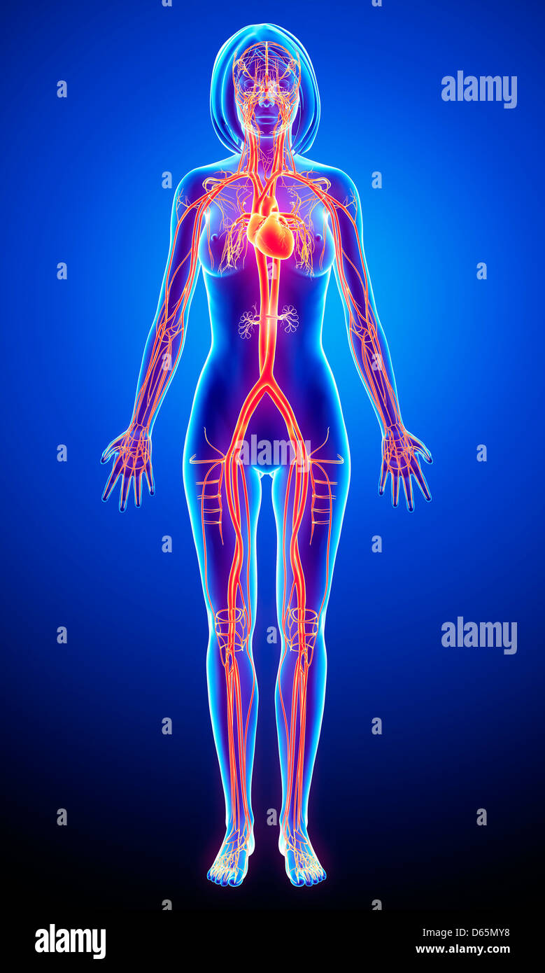 Female cardiovascular system, artwork Stock Photo - Alamy
