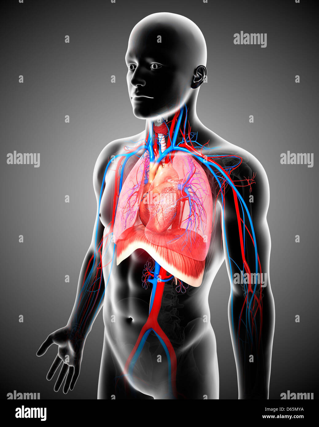 Jugular vein hi-res stock photography and images - Alamy