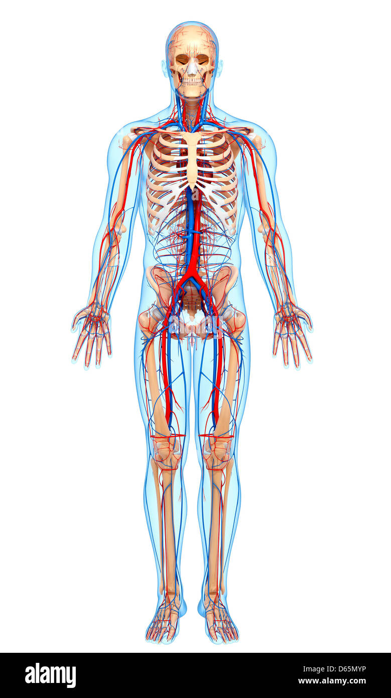 Male anatomy body full length hi-res stock photography and images - Alamy