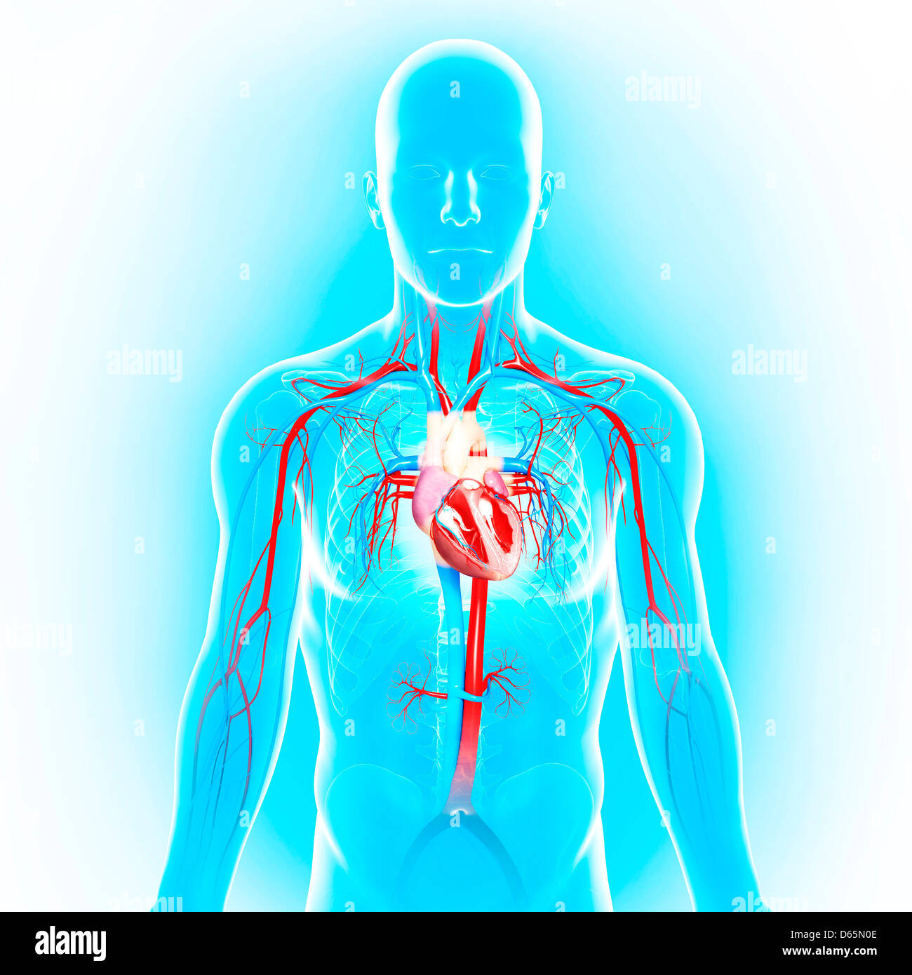Male cardiovascular system, artwork Stock Photo - Alamy