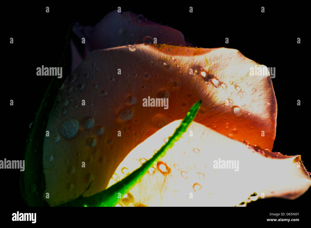 pink rose with dew drops Stock Photo - Alamy