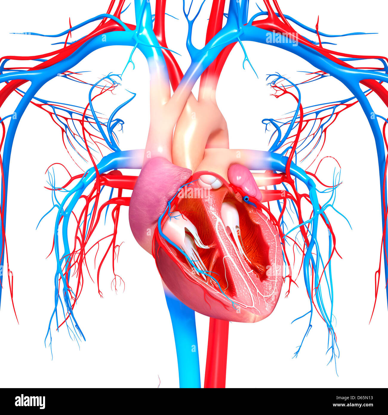 Human heart valve hi-res stock photography and images - Alamy
