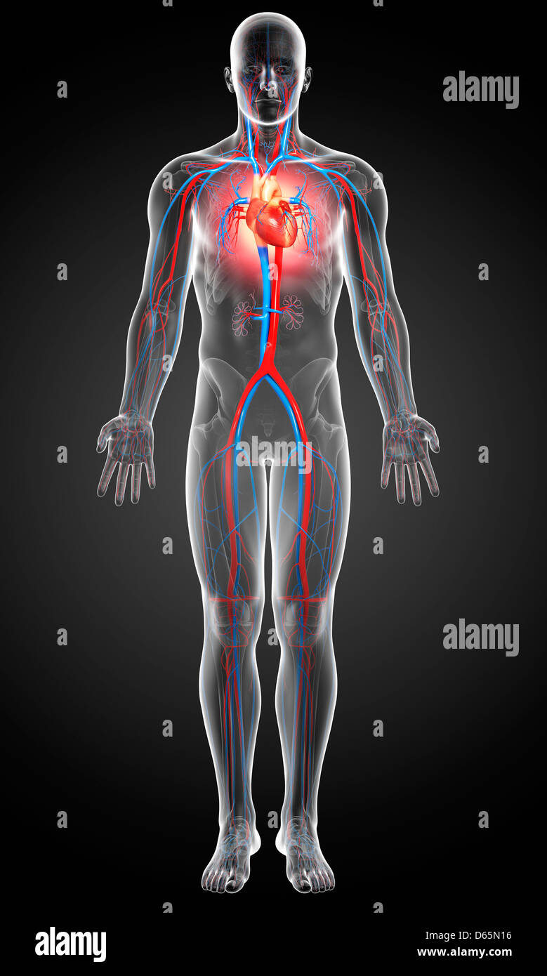 Male cardiovascular system, artwork Stock Photo - Alamy