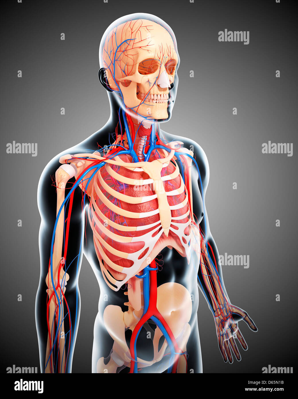 Man human skull three quarter view hi-res stock photography and images ...