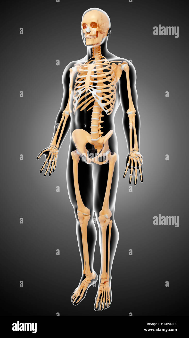 Male skeleton, artwork Stock Photo - Alamy