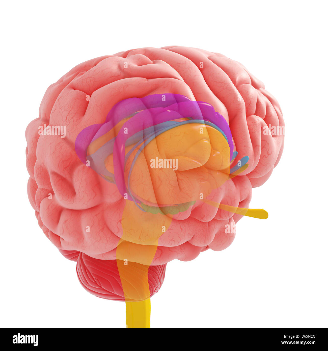 Brain anatomy, artwork Stock Photo - Alamy