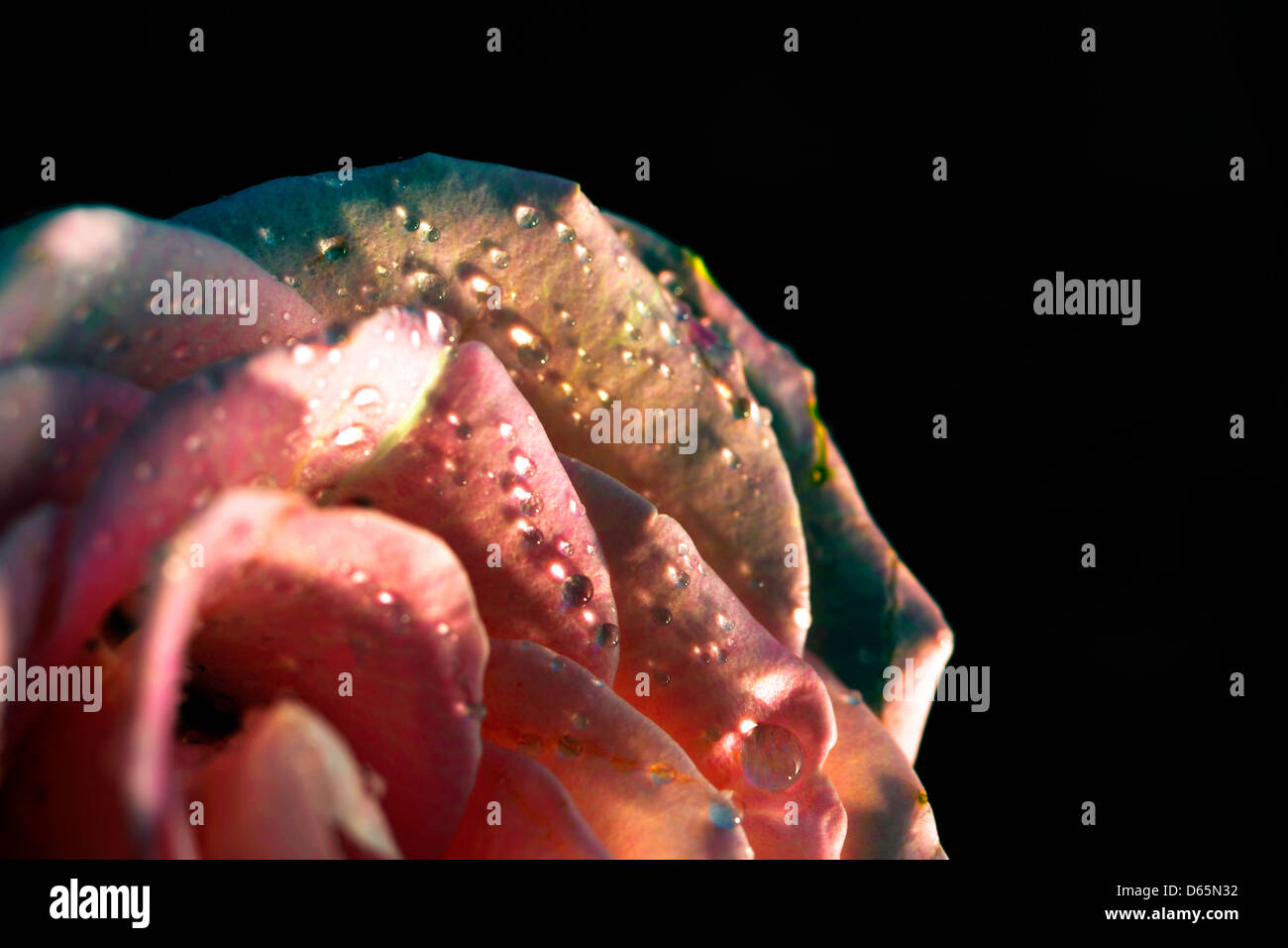 Dewdrop rose hi-res stock photography and images - Alamy