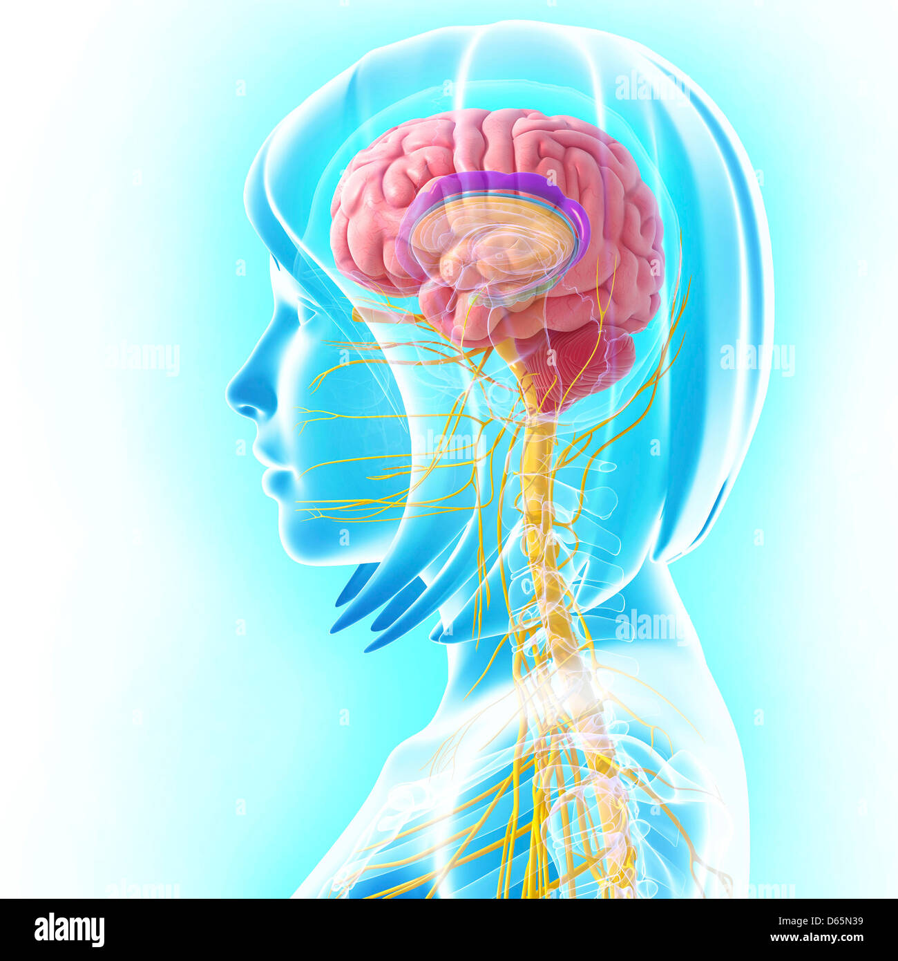 Central Nervous System Head Stock Photos & Central Nervous System Head ...