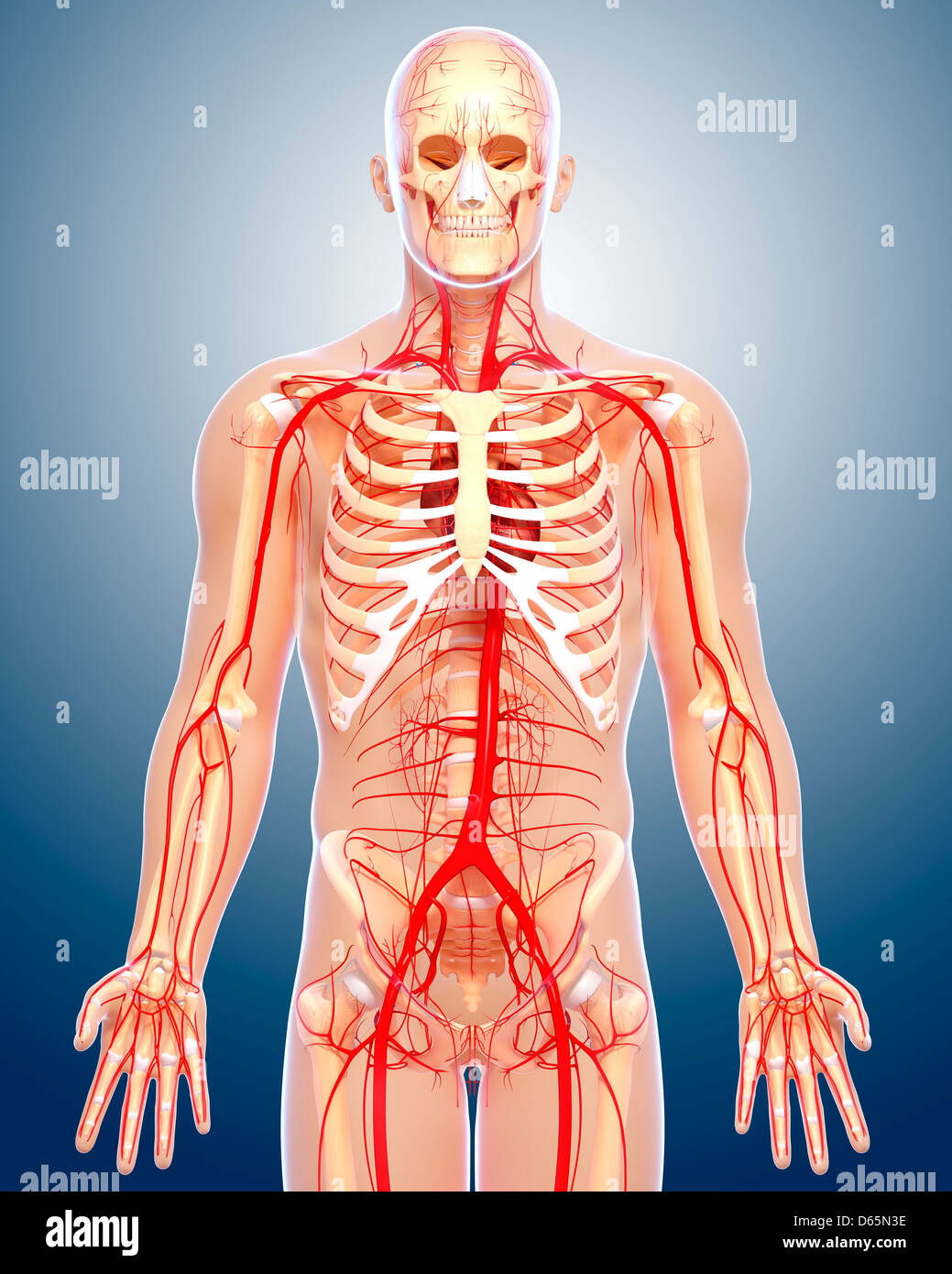 Human arteries, artwork Stock Photo - Alamy