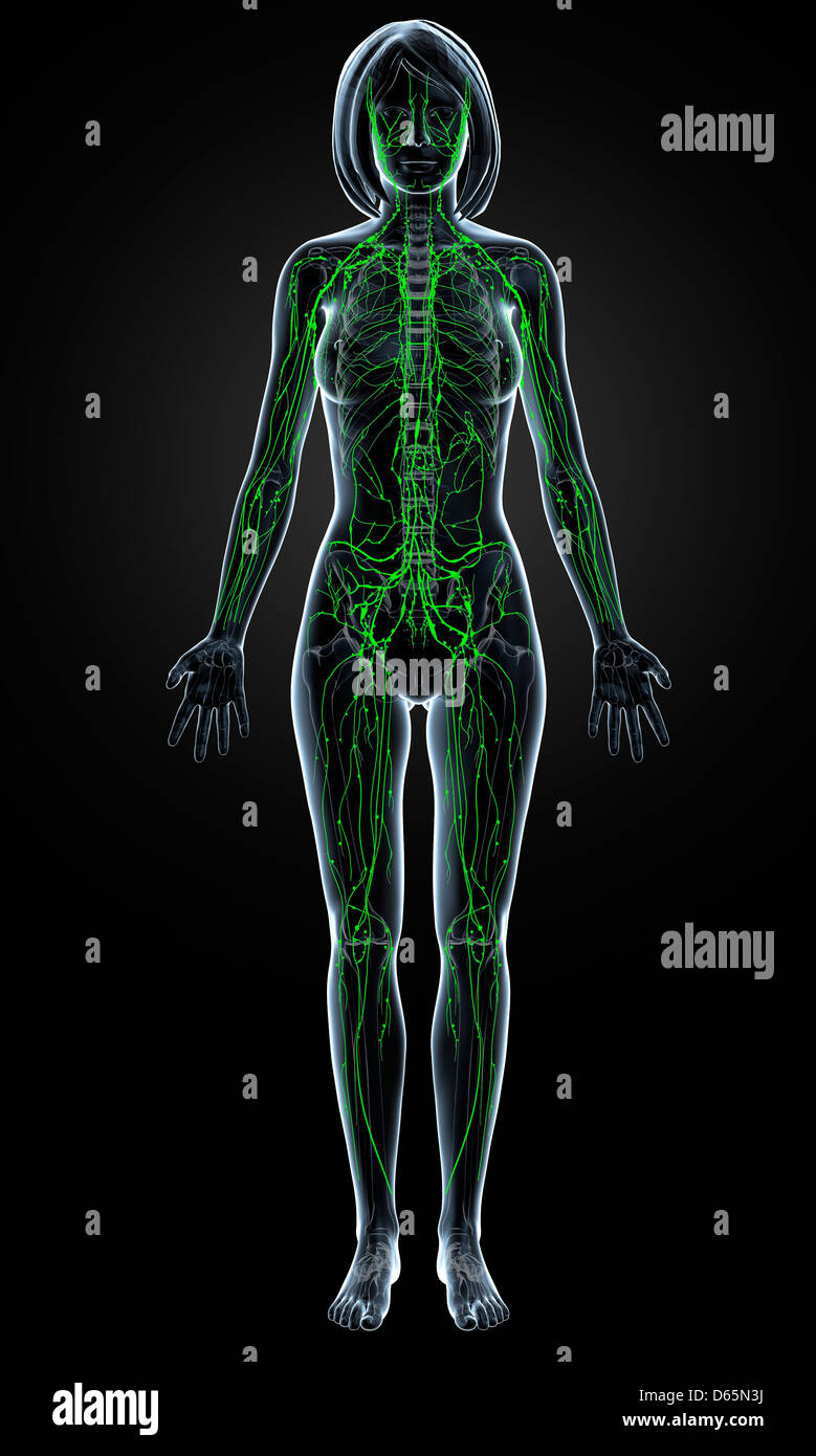 Female lymphatic system, artwork Stock Photo - Alamy