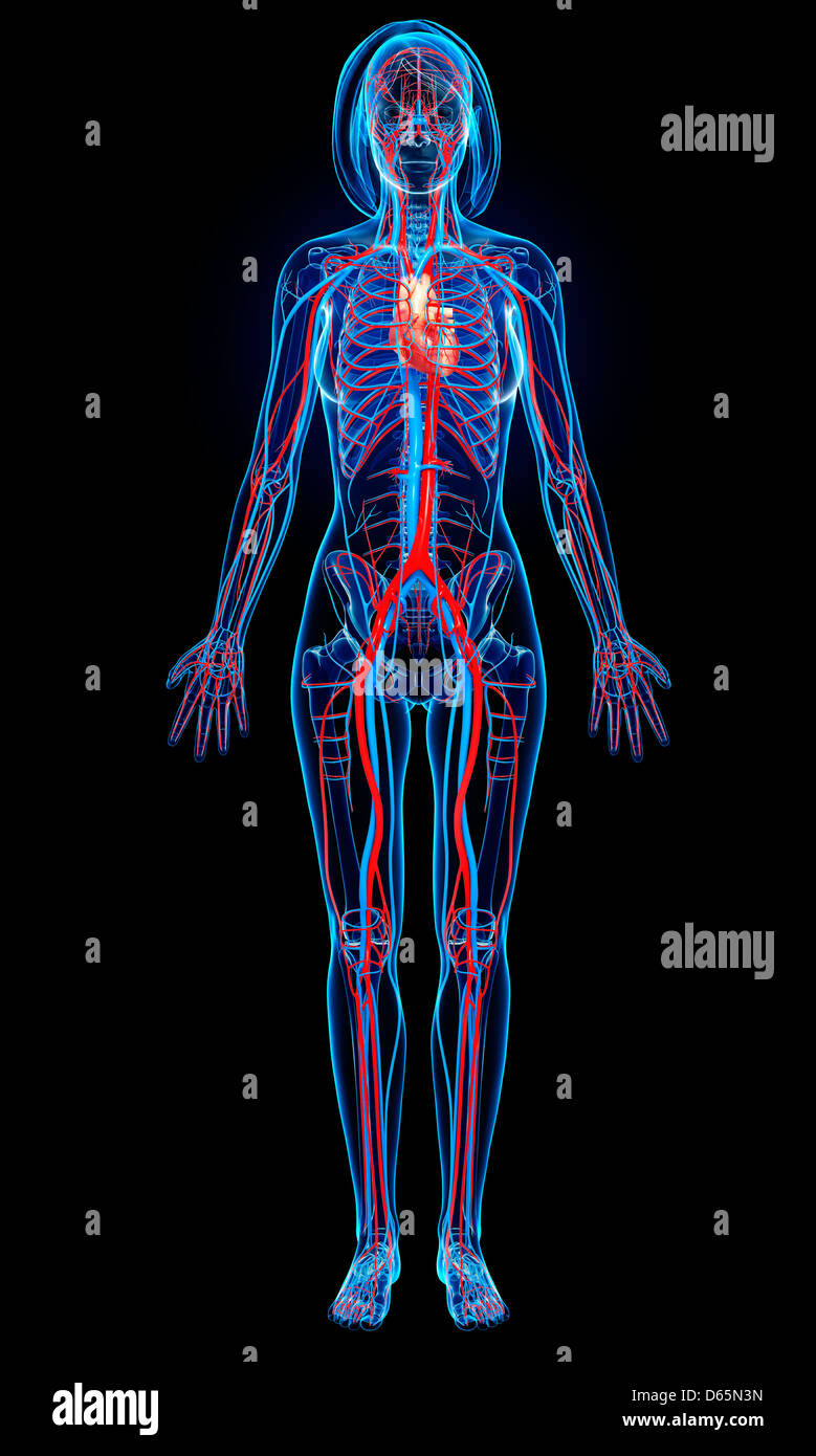 Female cardiovascular system, artwork Stock Photo - Alamy