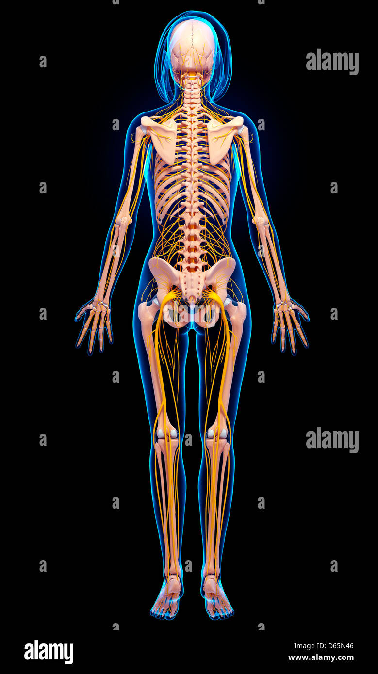 Female anatomy, artwork Stock Photo - Alamy