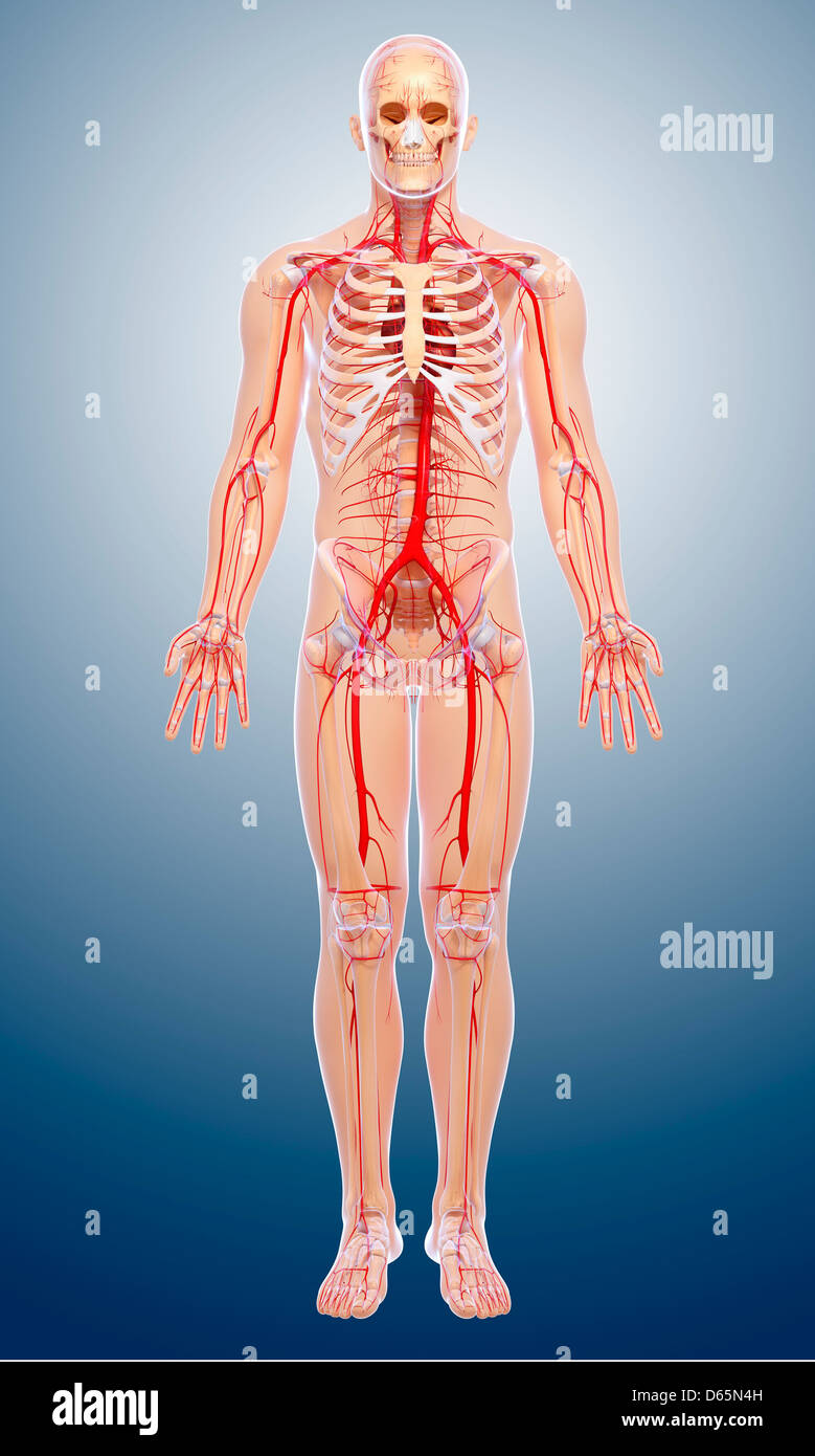 Human arteries, artwork Stock Photo - Alamy