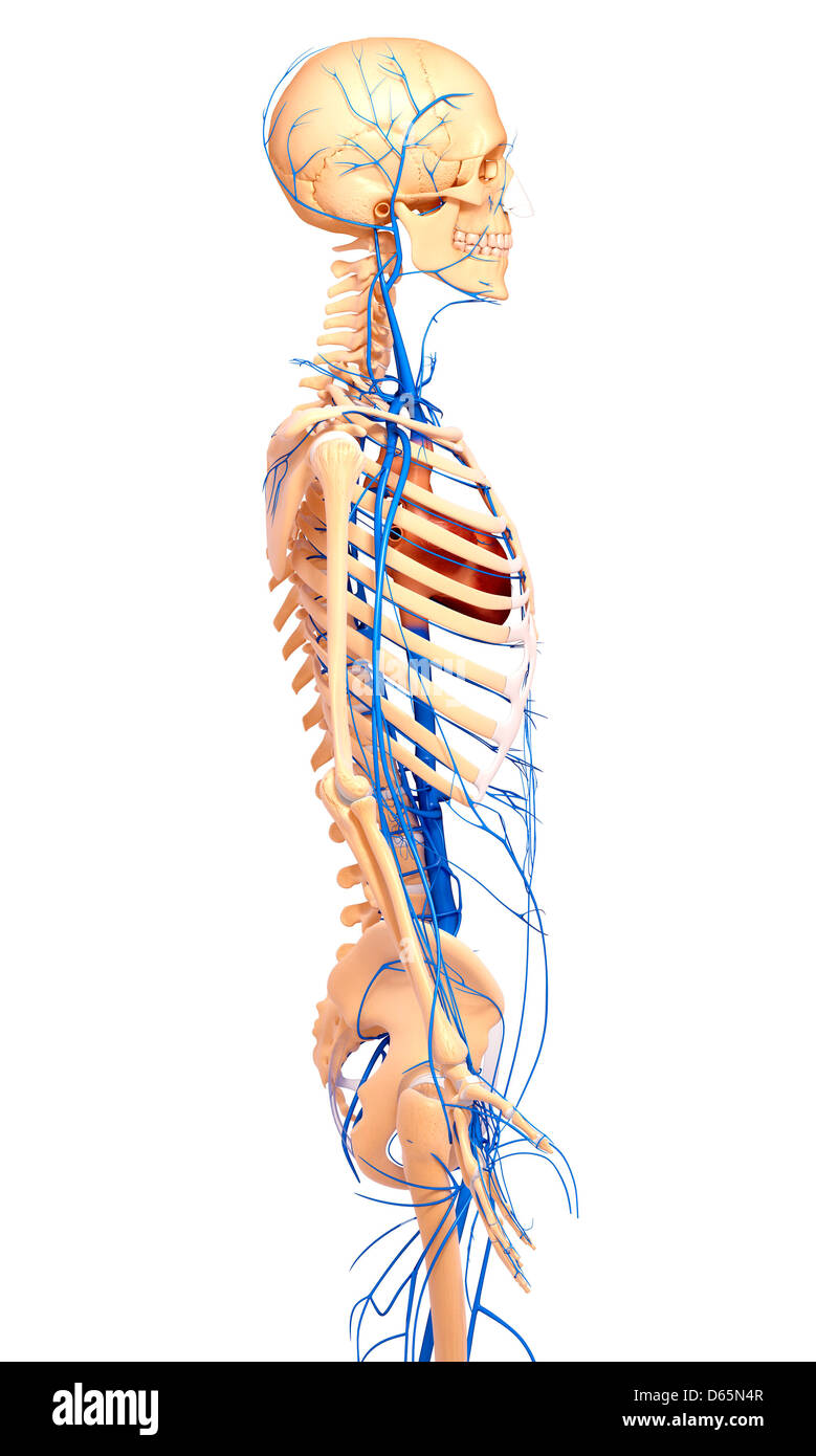 Human veins, artwork Stock Photo - Alamy