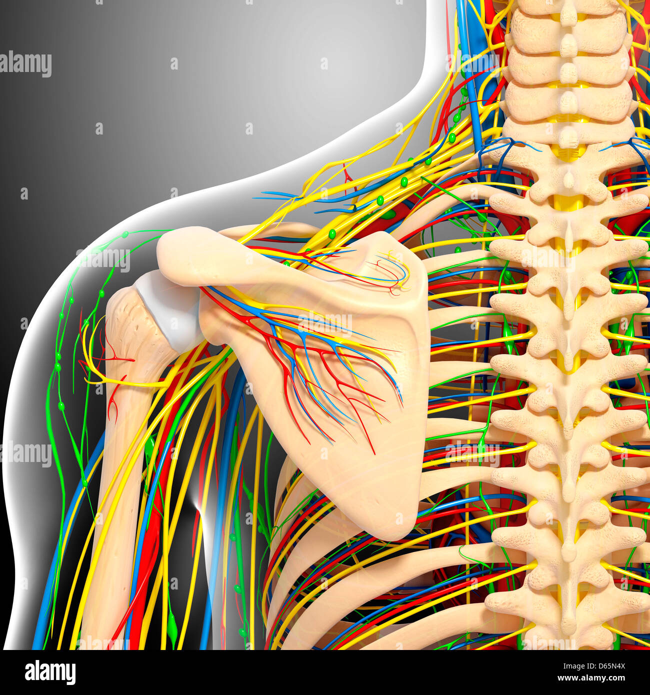 Shoulder anatomy, artwork Stock Photo - Alamy