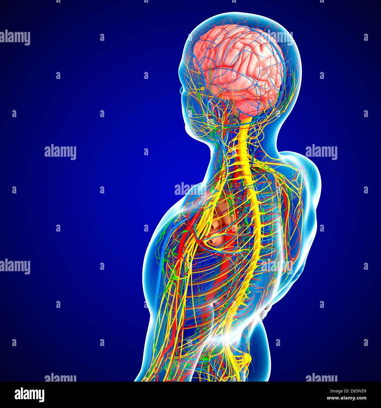 Lymphatic system of the upper body hi-res stock photography and images ...