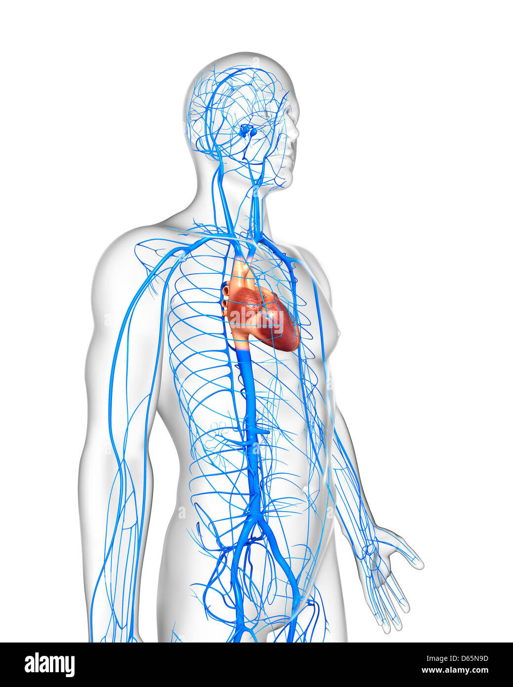 Human veins, artwork Stock Photo - Alamy