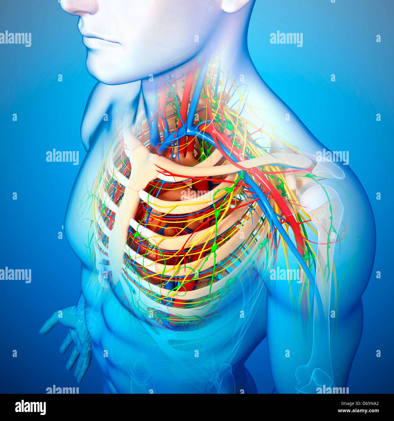 Upper body anatomy, artwork Stock Photo - Alamy