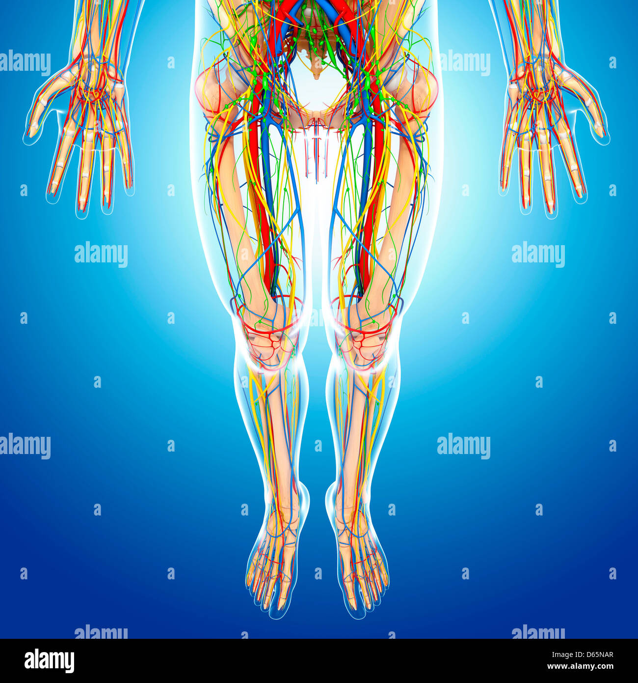 Lymphatic Drainage Of The Lower Leg Hi res Stock Photography And Images lymphatic-drainage-of-the-lower-leg-hi-res-stock-photography-and-images