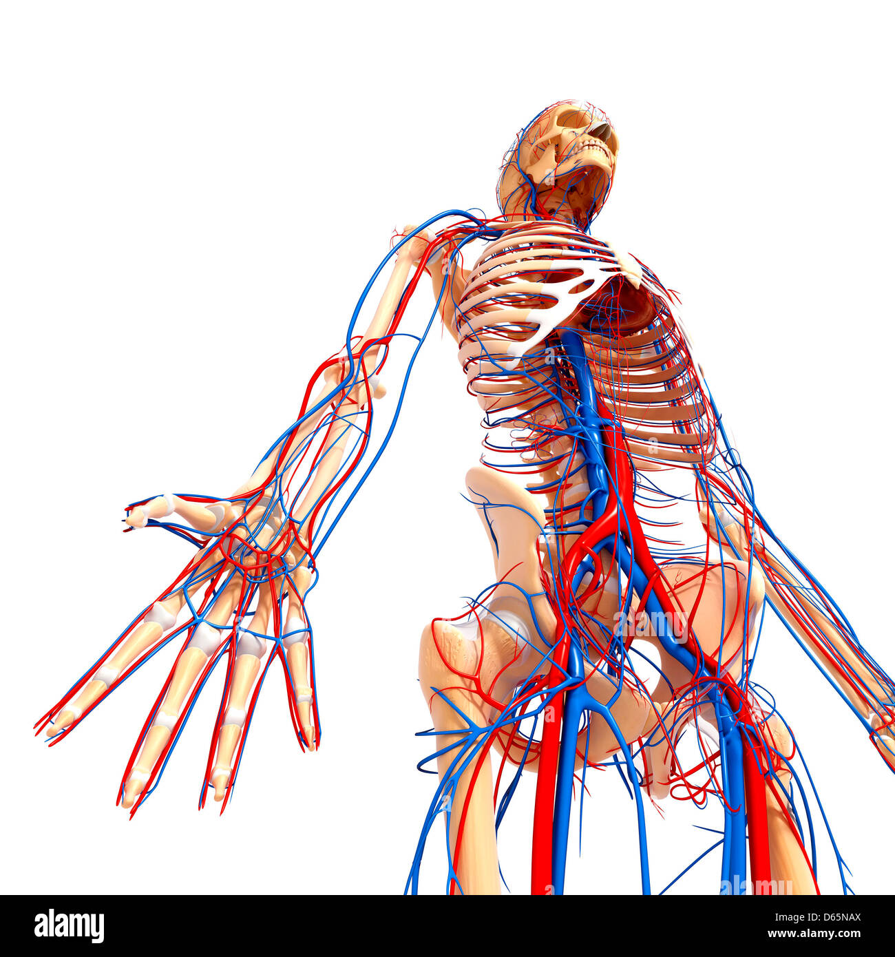 Human anatomy, artwork Stock Photo - Alamy