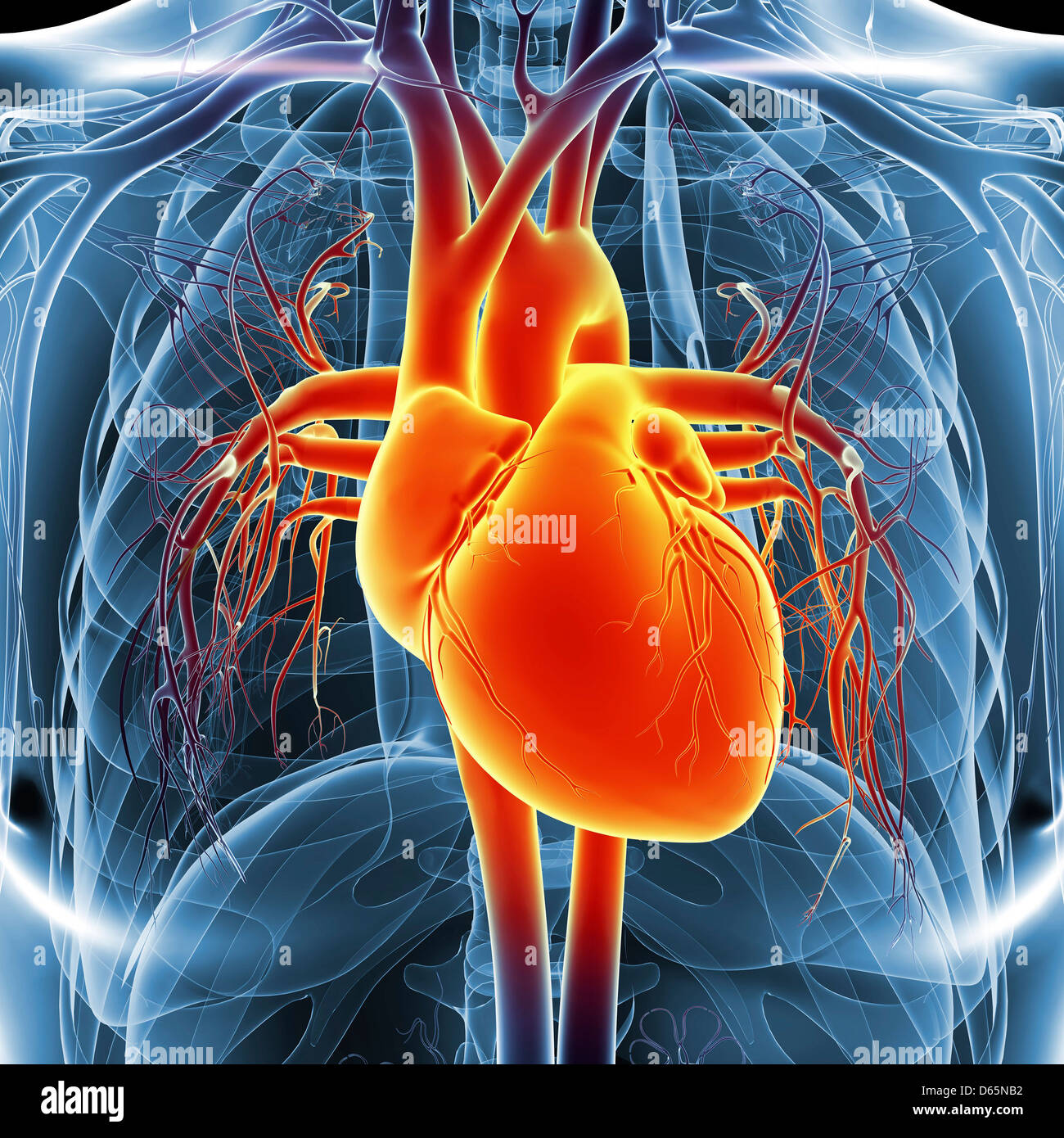 Human heart, artwork Stock Photo - Alamy