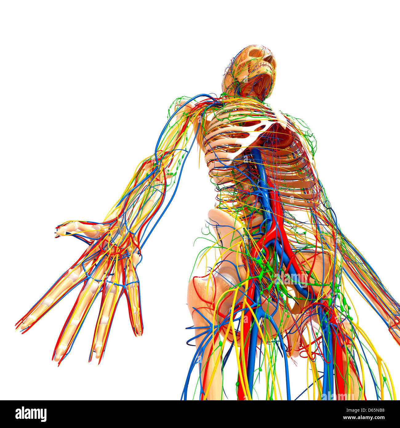 Human anatomy, artwork Stock Photo - Alamy