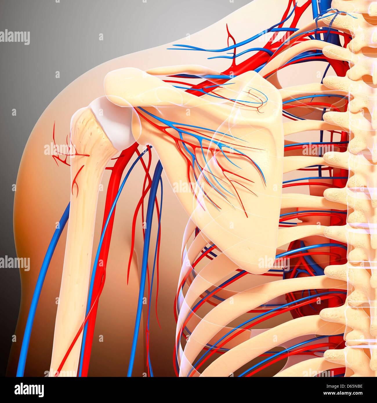 Shoulder blade anatomy hi-res stock photography and images - Alamy