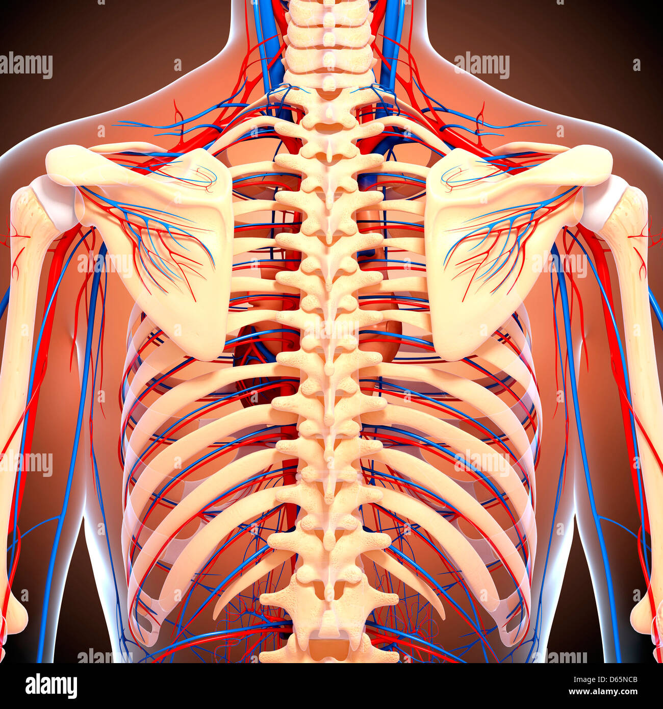 Back anatomy hi-res stock photography and images - Alamy