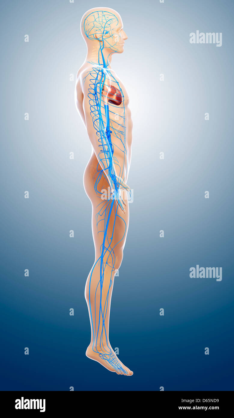 Normal femoral arteries hi-res stock photography and images - Alamy
