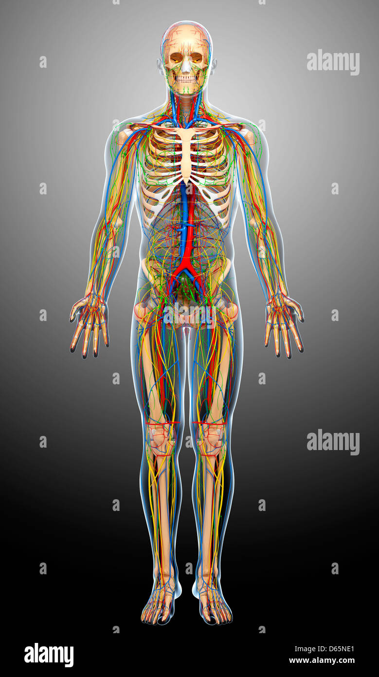 Male anatomy body full length hi-res stock photography and images - Alamy
