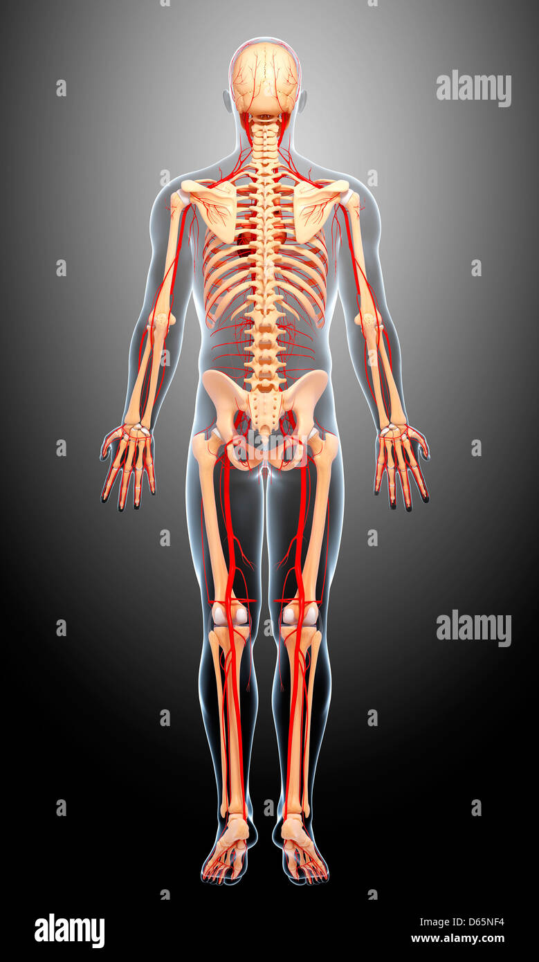 Human arteries, artwork Stock Photo - Alamy