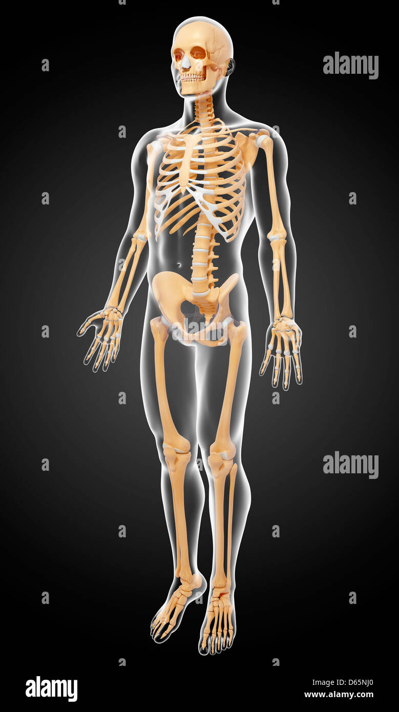 Male skeleton, artwork Stock Photo - Alamy